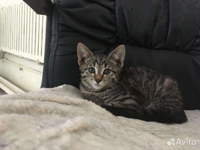 Котенок в опасности