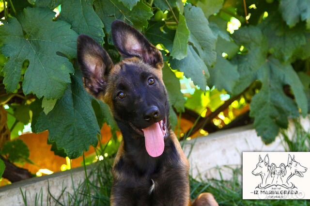 Щенок Малинуа. Рабочие крови, Бельгия