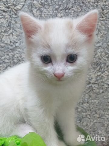 Котенок девочка в добрые руки
