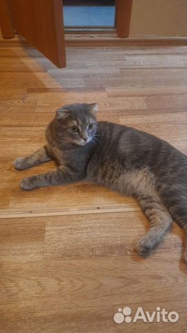 Кот в добрые руки