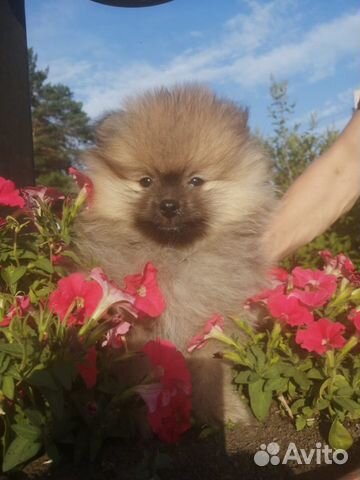 Маленький мальчик шпиц