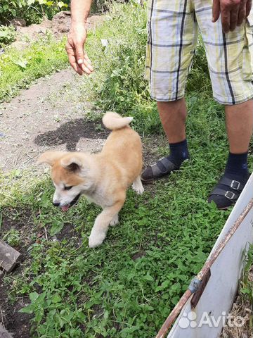 Маленький Японский самурай