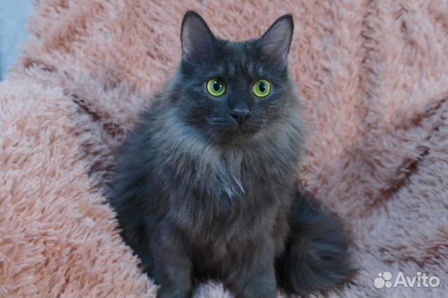 Кошки в добрые руки