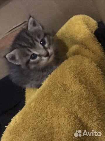 Котенок в добрые руки