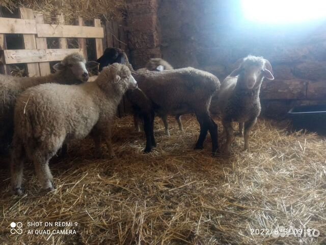 Овцы бараны ягнята