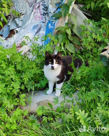 Котик ничей, ищет семью