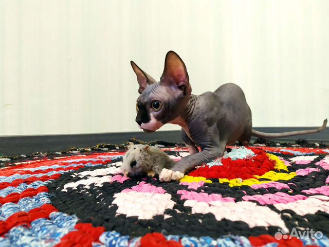 Канадский сфинкс котенок девочка