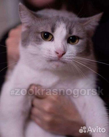 Спасите Дашу, 2 года, стерилизована, ищет дом