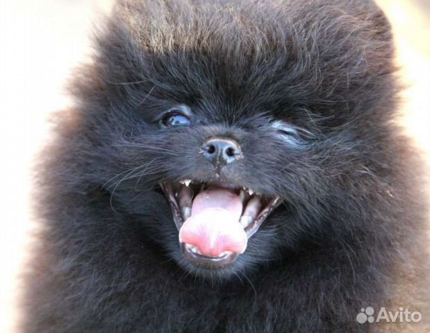 Лайкар Черный Бумер померанский шпиц