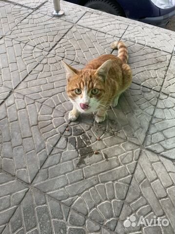 Потерялся рыжик котик, хозяин найдись