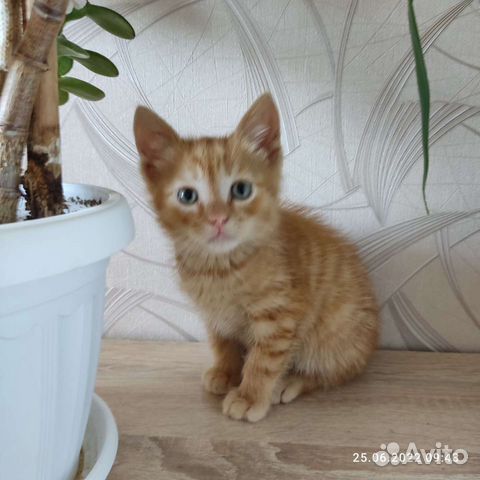 Котёнок