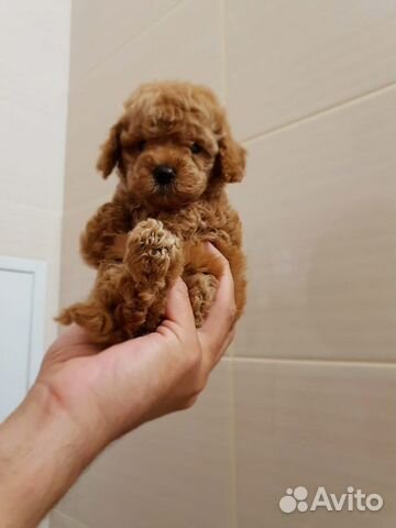 Щенки мальтипу f1 мини