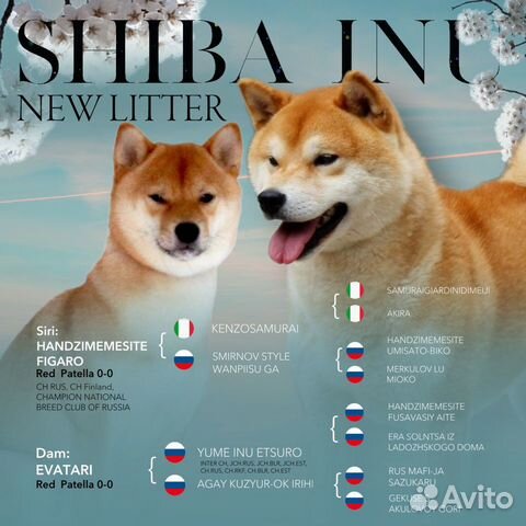 Щенки сиба ину