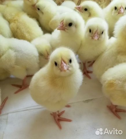 Продам цыплят бройлеров