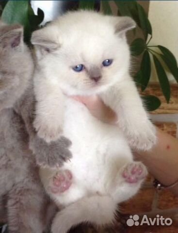 Британская кошечка колор пойнт