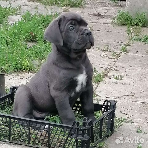 Щенки кане Корсо