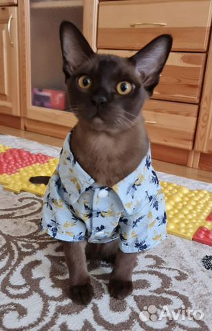 Бурманский котик