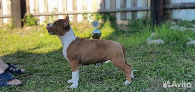 Стаффордширский терьер