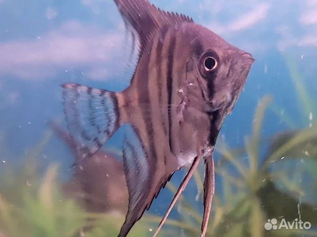 Скалярия зебра