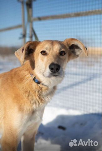 Собака в добрые руки
