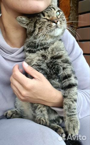 Кот Митя ищет дом