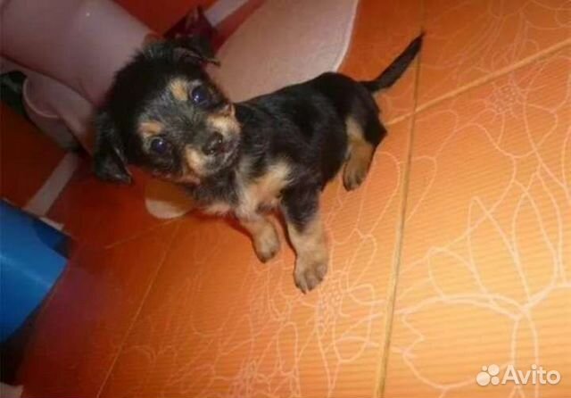 Малыши йорики