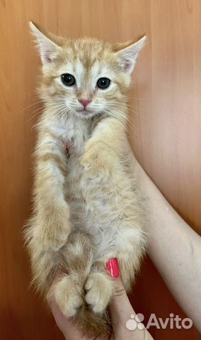 Солнечные котята в поисках дома