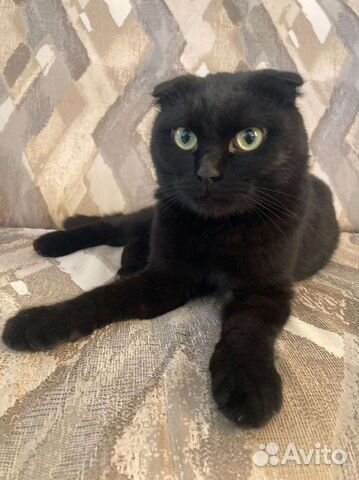 Шотландская вислоухая кошка черная