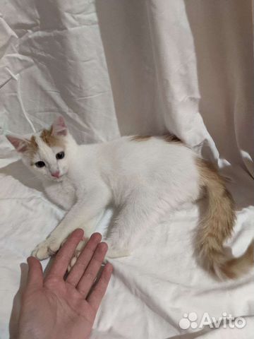 Котята в добрые руки бесплатно