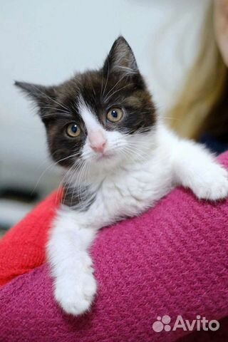 Котенок Миша