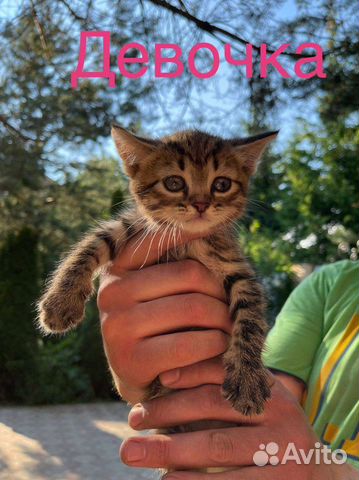 Семь разноцветных котят в дар 1 мес