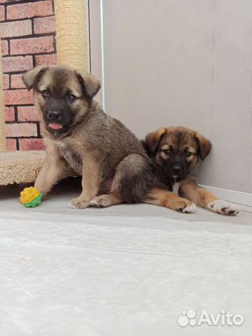 Щенки метисы лайки