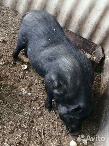 Вьетнамский хряк