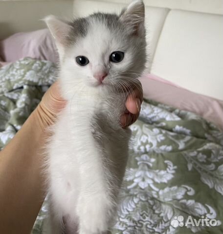 Домашний котёнок