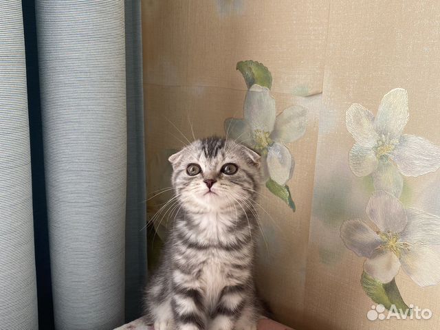 Шотландская вислоухая