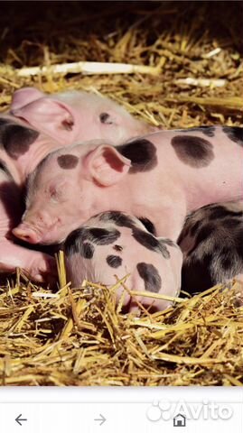 Продаются поросята 1 месяц