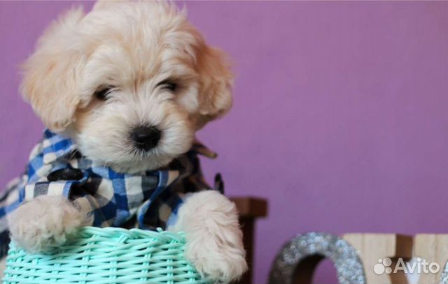 Мальчик мальтипу