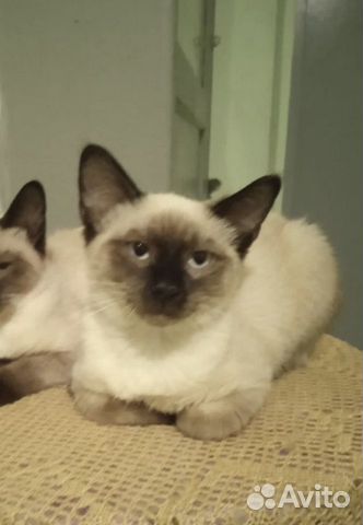 Тайский котёнок Симон метис 4,5 месяца в дар