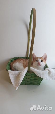 Котенок девочка бездомыш