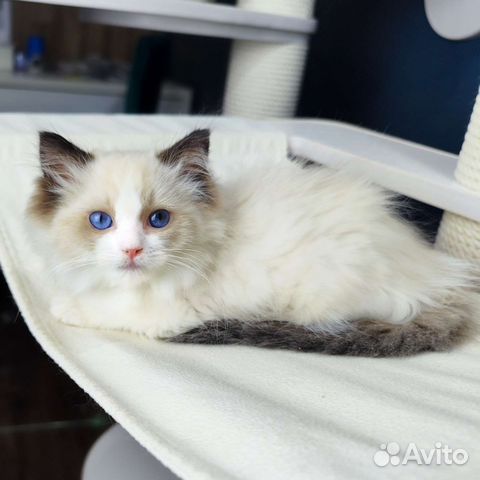 Agafon, мальчик рэгдолл