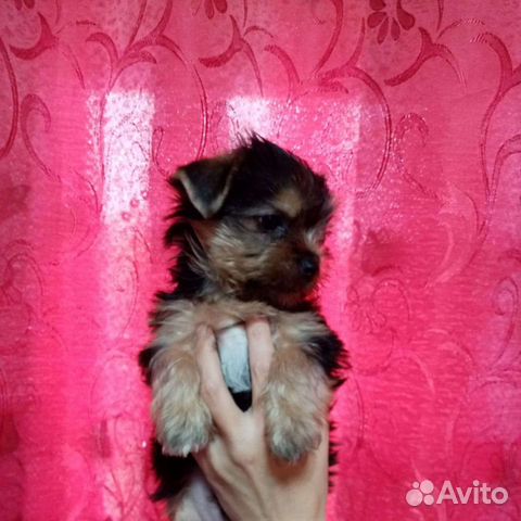 Йоркширский терьер