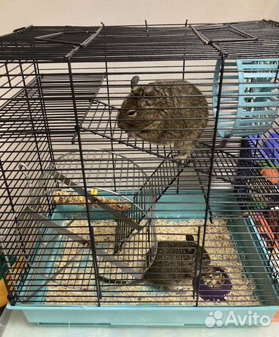 Белки дегу отдам