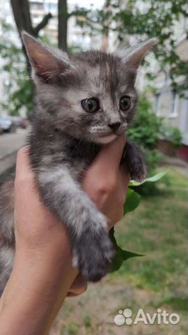 Котенок 1мес
