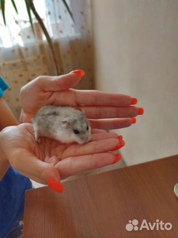 Джунгарский хомяк с клеткой