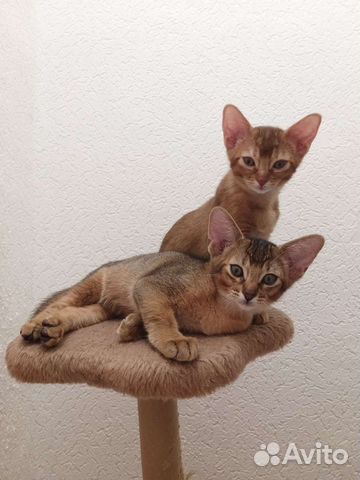 Абиссинская кошка