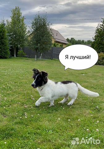 Щенок в добрые руки