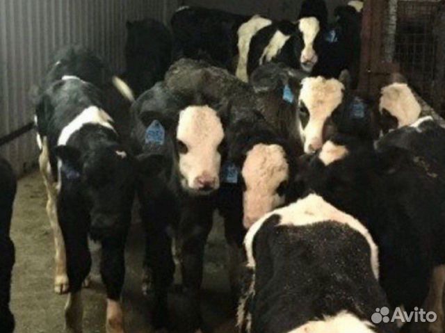 Бычки и телята