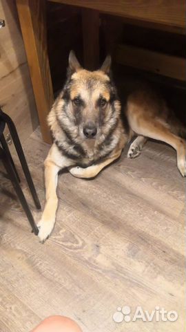 Восточноевропейская овчарка