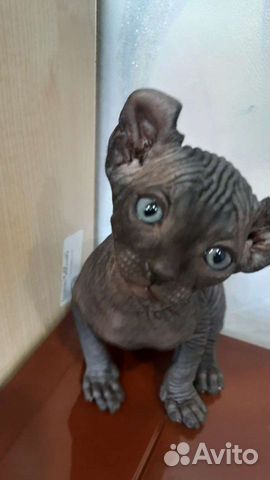 Эльфики мальчики