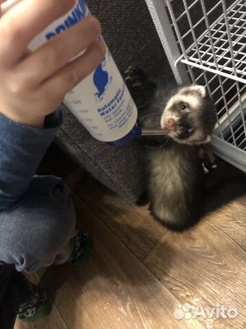 Харек в добрые руки